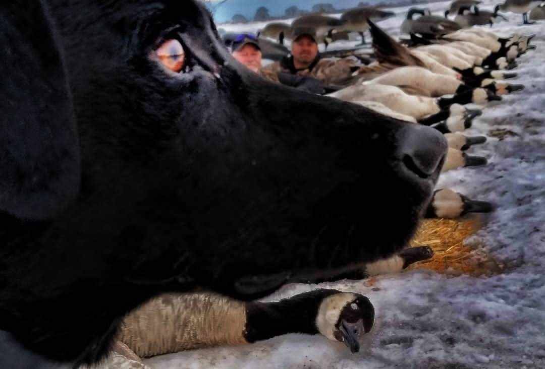 Unforgettable Waterfowl Hunting Experiences